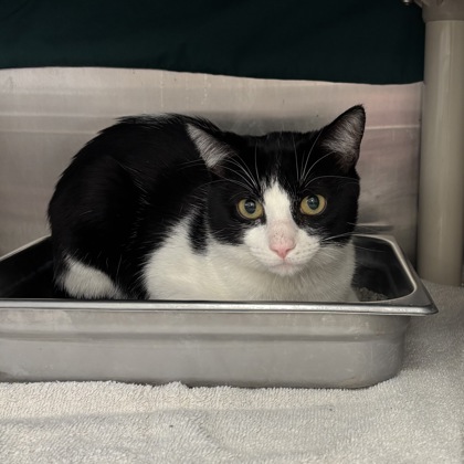 Adoptable Cats – IndyHumane