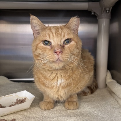 Adoptable Cats – IndyHumane