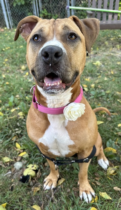 Adoptable Dogs – IndyHumane