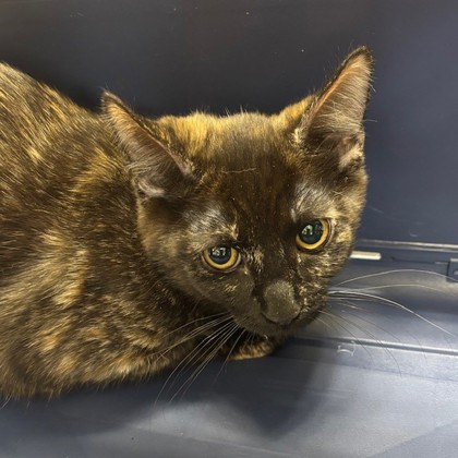 Adoptable Cats – IndyHumane