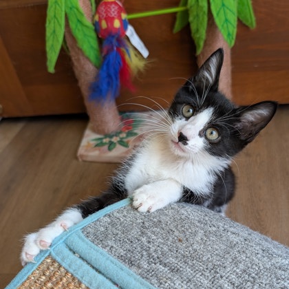 Adoptable Cats – IndyHumane