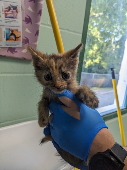 Adoptable Cats - IndyHumane