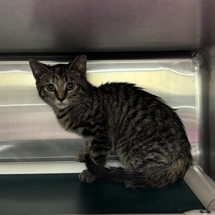 Adoptable Cats – IndyHumane