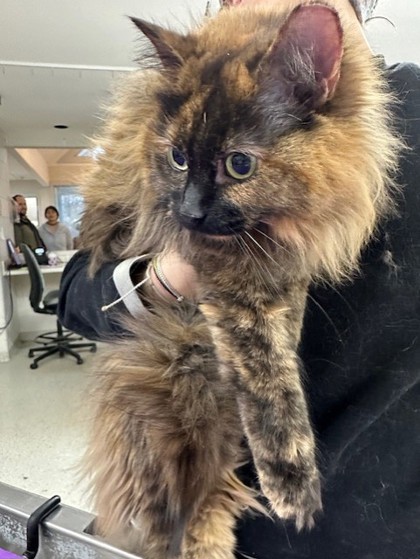 Adoptable Cats – IndyHumane