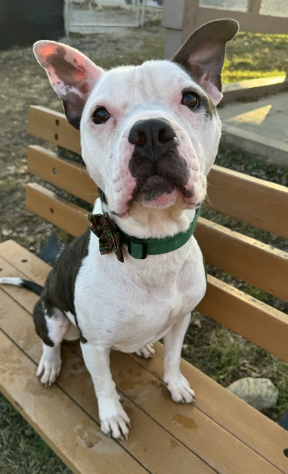 Adoptable Dogs - IndyHumane