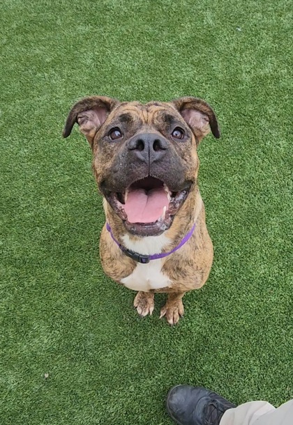 Adoptable Dogs – IndyHumane