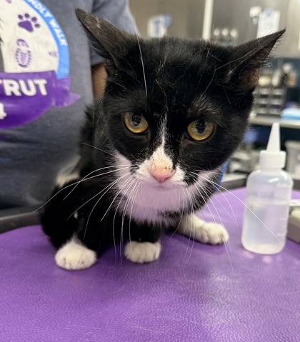 Adoptable Cats – IndyHumane