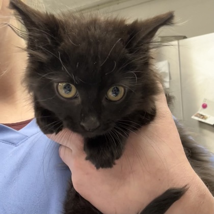 IndyHumane – Find your future friend forever