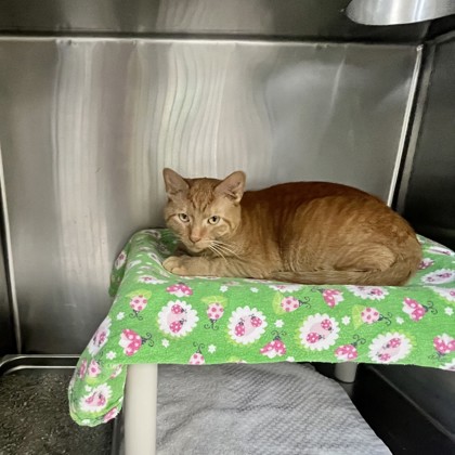 Adoptable Cats – IndyHumane