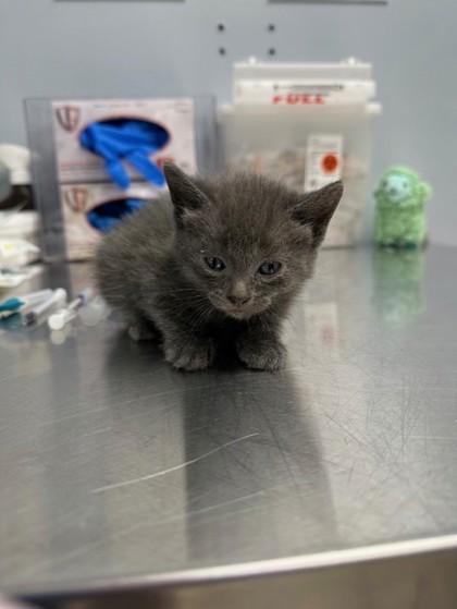 Adoptable Cats – IndyHumane