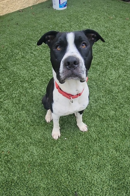 Adoptable Dogs – IndyHumane