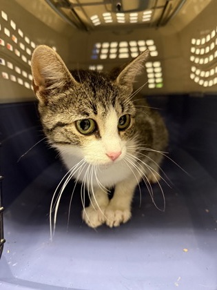 Adoptable Cats – IndyHumane