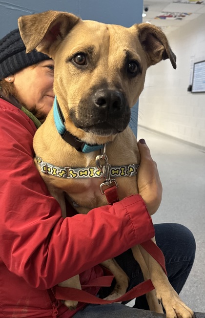 Adoptable Dogs – IndyHumane