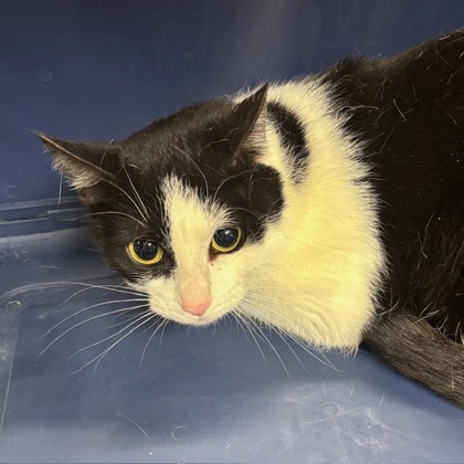 Adoptable Cats – IndyHumane