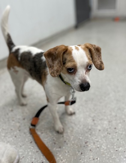 Adoptable Dogs – IndyHumane