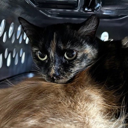 Adoptable Cats – IndyHumane