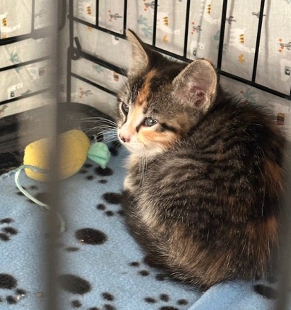 Adoptable Cats – IndyHumane