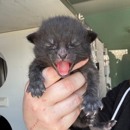 Lost & Found Pets – IndyHumane