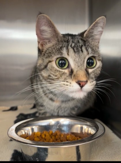 Adoptable Cats – IndyHumane