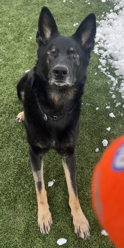 Adoptable Dogs – IndyHumane