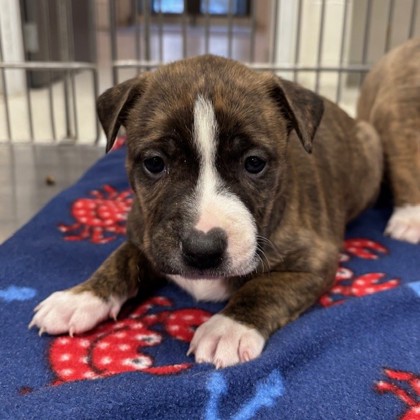 Adoptable Dogs – IndyHumane