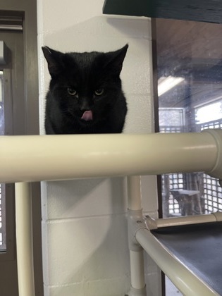 Adoptable Cats – IndyHumane