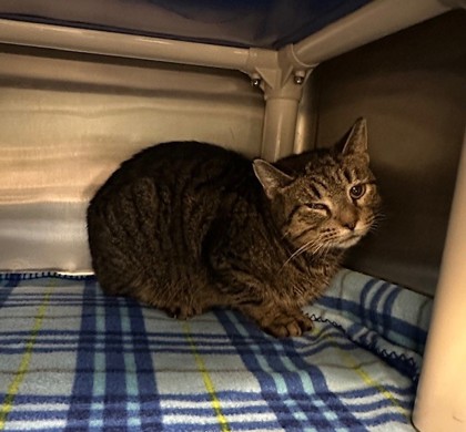 Adoptable Cats – IndyHumane