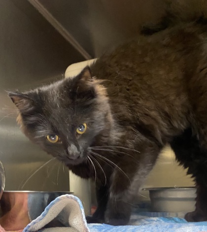 Adoptable Cats – IndyHumane