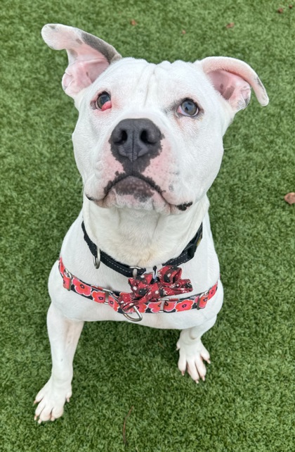 Adoptable Dogs – IndyHumane