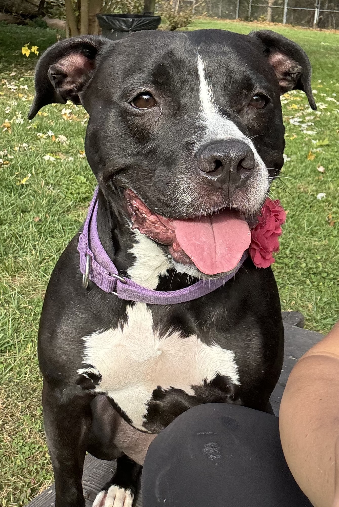 Adoptable Dogs – IndyHumane