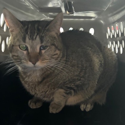 Adoptable Cats – IndyHumane