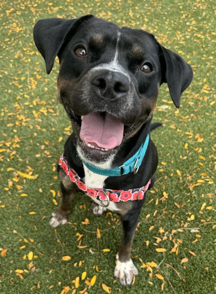 Adoptable Dogs – IndyHumane