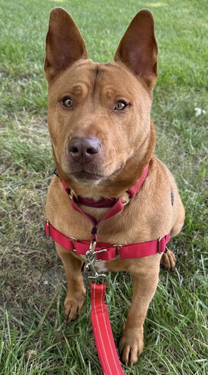 Adoptable Dogs – IndyHumane