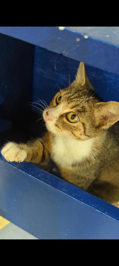 Adoptable Cats – IndyHumane