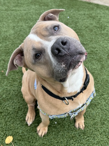 Adoptable Dogs – IndyHumane