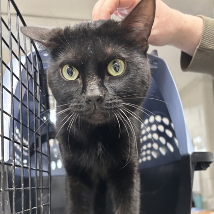 Adoptable Cats – IndyHumane