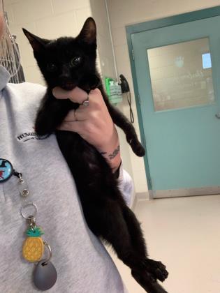 Adoptable Cats – IndyHumane