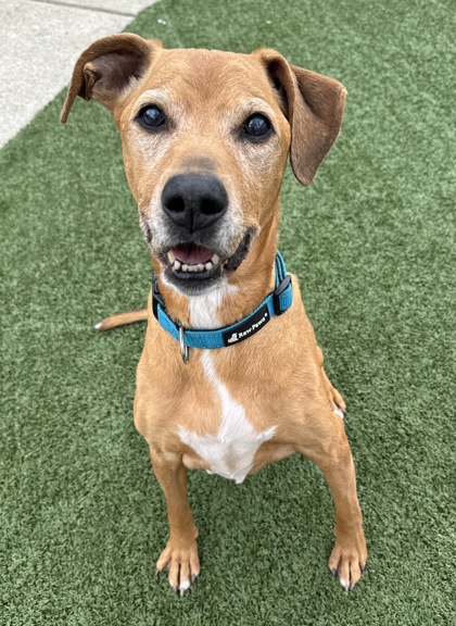 Adoptable Dogs – IndyHumane