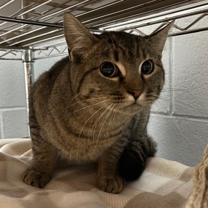 Adoptable Cats – IndyHumane