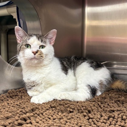 Adoptable Cats – IndyHumane