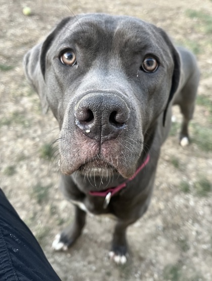 Adoptable Dogs – IndyHumane