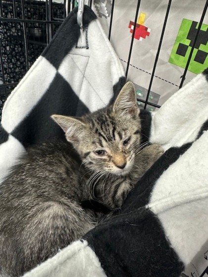 Adoptable Cats – IndyHumane