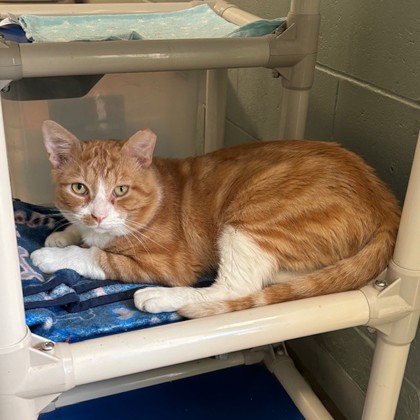 Adoptable Cats – IndyHumane