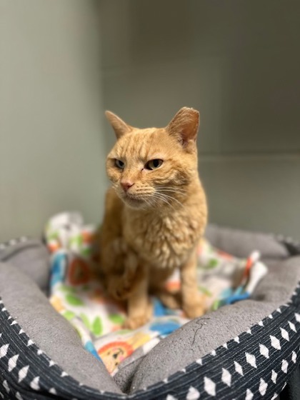 Adoptable Cats – IndyHumane