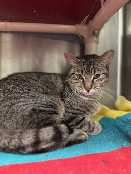 Adoptable Cats – IndyHumane