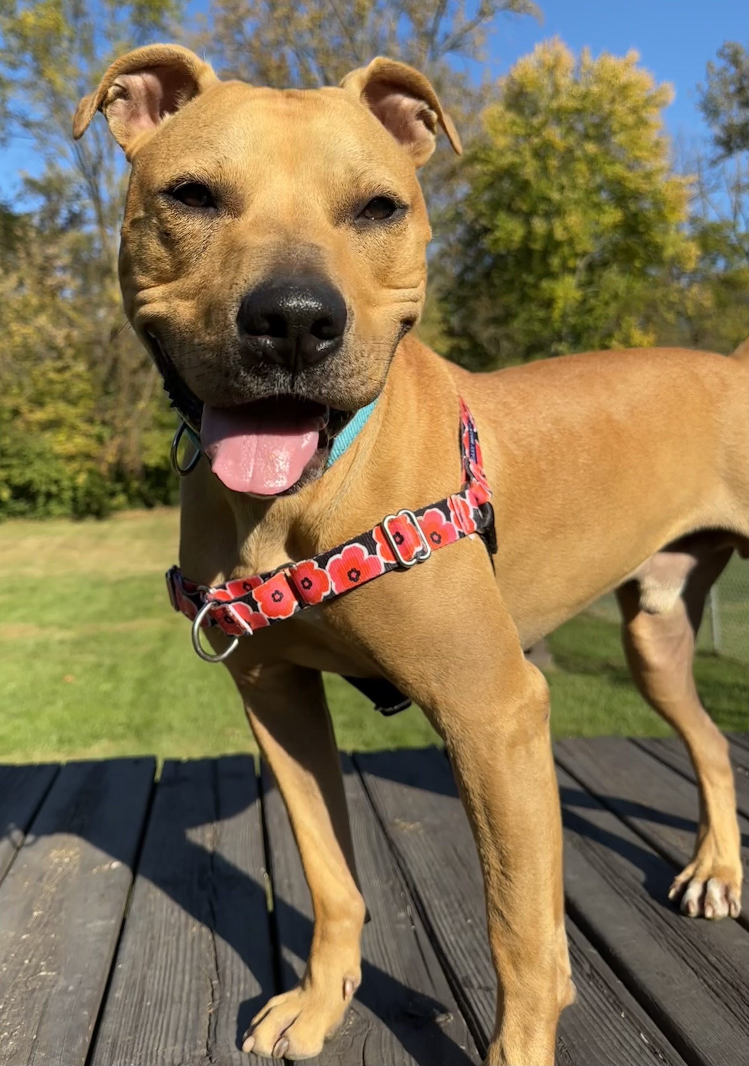 Adoptable Dogs - IndyHumane