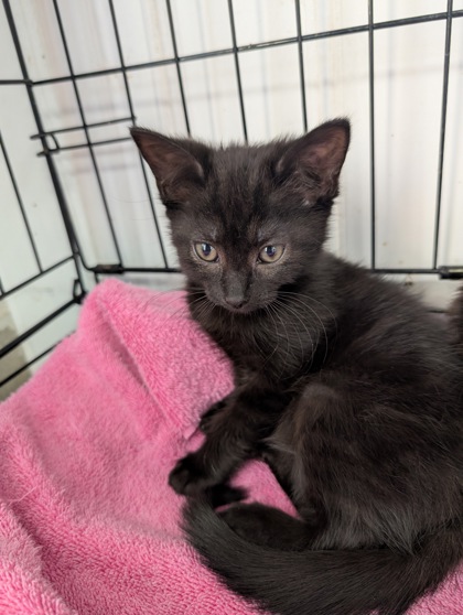 Adoptable Cats – IndyHumane