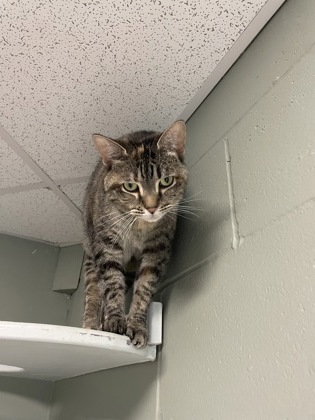 Adoptable Cats – IndyHumane