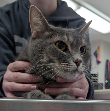 Adoptable Cats – IndyHumane