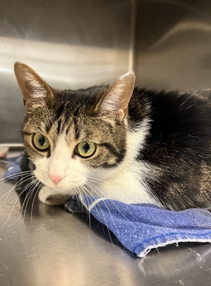 Adoptable Cats – IndyHumane